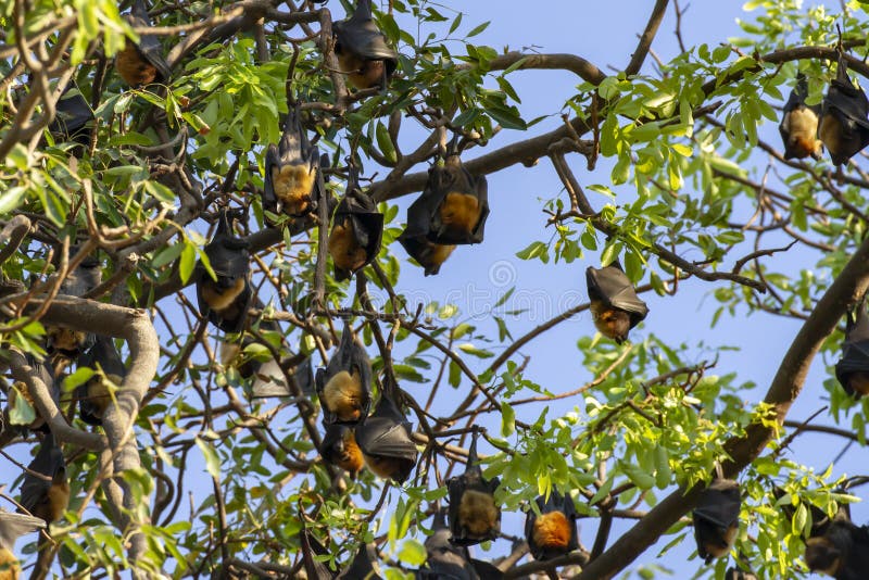 Fruit Bat Colony Roosting in Tree Stock Photo - Image of pteropus, asia ...