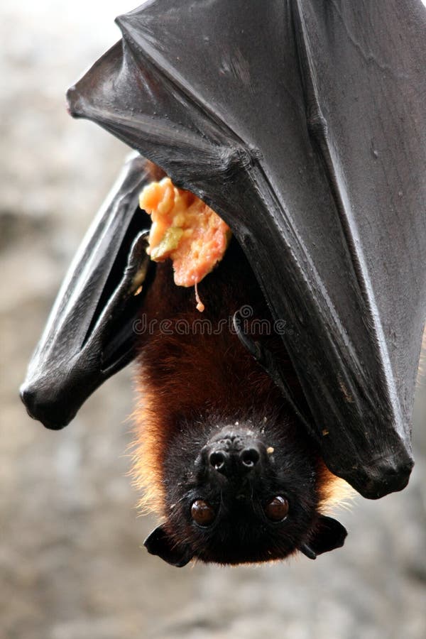Fruit Bat with Food stock photo. Image of claws, eating - 6509124