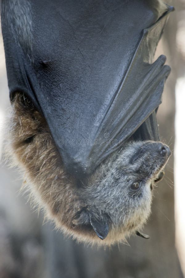 The Fruit Bat is Hanging from the Cieling Stock Photo - Image of ...