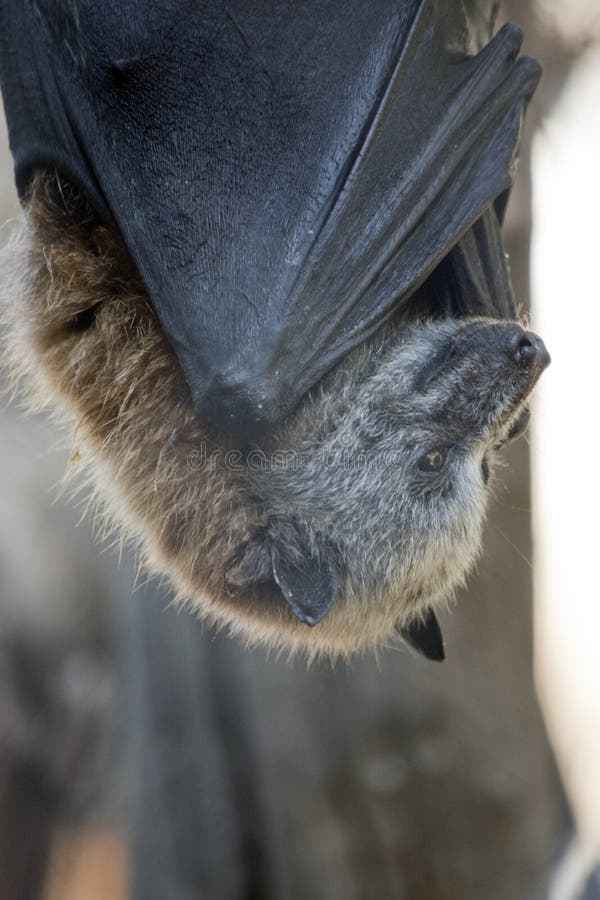 The Fruit Bat is Hanging from the Cieling Stock Image - Image of spooky ...