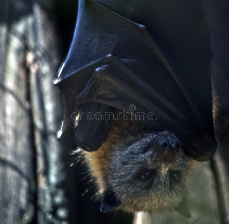 A fruit bat stock photo. Image of australia, feathers - 131884530