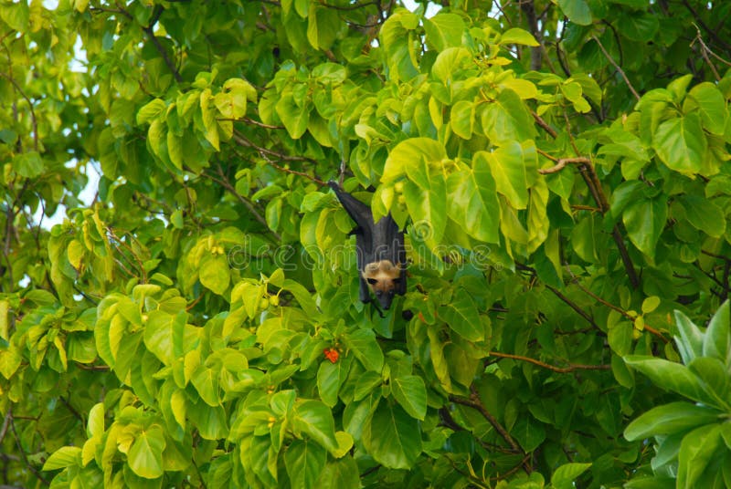 Fruit Bat Hanging in Leafy Green Tree Canopy Stock Photo - Image of ...