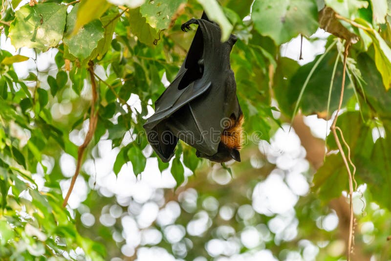 Megabat Sleeping Hanged Upside Down Megachiroptera. a Clouse Up ...