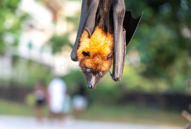 Fruit Bat, Pteropus Seychellensis Muzzle, Seychelles Flying Foxes Close ...
