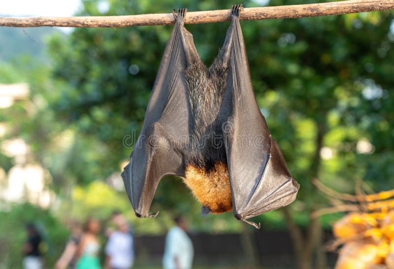 Fruit Bat, Pteropus Seychellensis Muzzle, Seychelles Flying Foxes Close ...