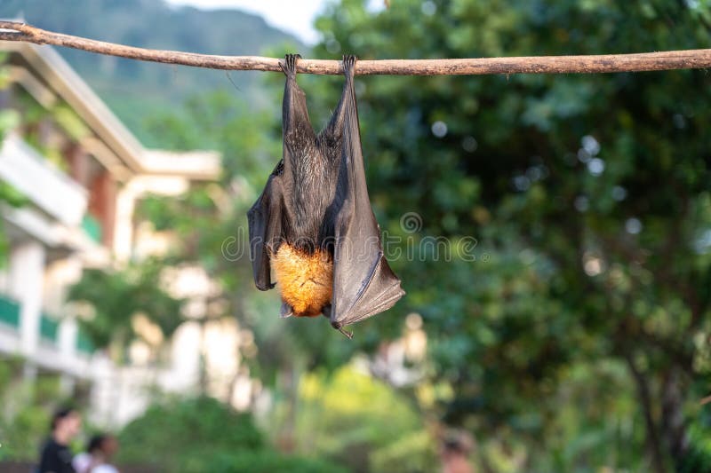 Fruit Bat, Pteropus Seychellensis Muzzle, Seychelles Flying Foxes Close ...