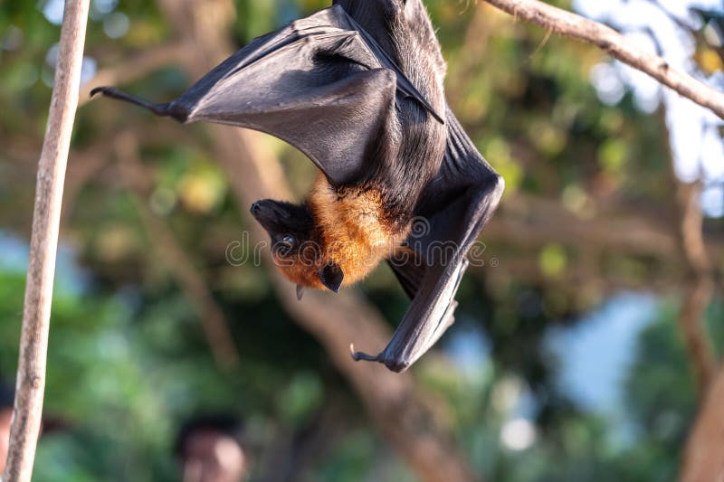 Fruit Bat, Pteropus Seychellensis Muzzle, Seychelles Flying Foxes Close ...