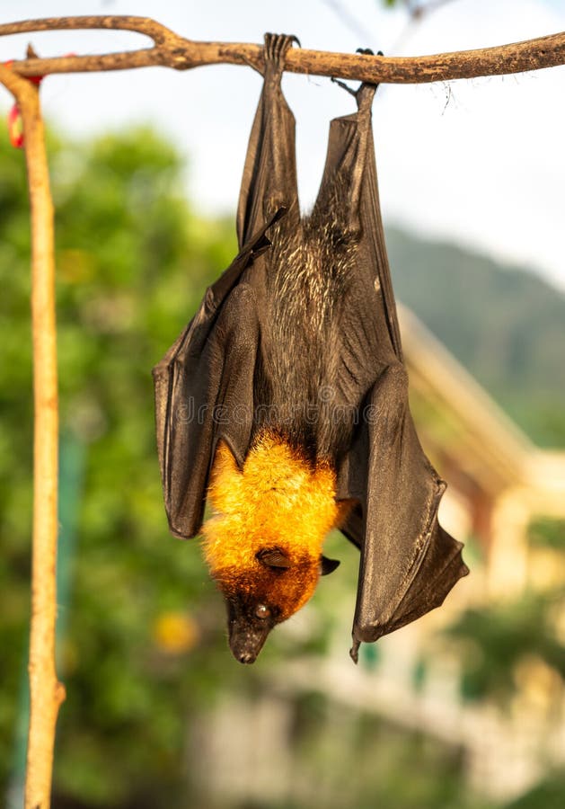 Fruit Bat, Pteropus Seychellensis Muzzle, Seychelles Flying Foxes Close ...