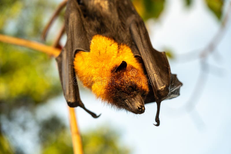 Fruit Bat, Pteropus Seychellensis Muzzle, Seychelles Flying Foxes Close ...