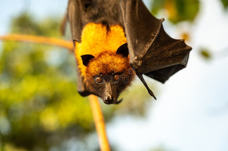 Fruit Bat, Pteropus Seychellensis Muzzle, Seychelles Flying Foxes Close ...