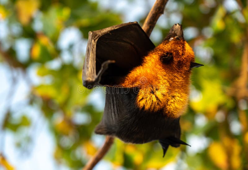 Fruit Bat, Pteropus Seychellensis Muzzle, Seychelles Flying Foxes Close ...