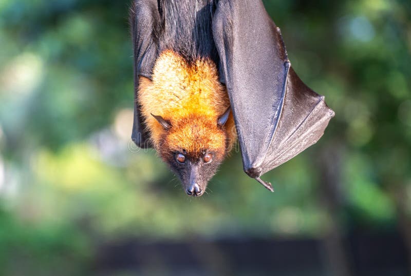 Fruit Bat, Pteropus Seychellensis Muzzle, Seychelles Flying Foxes Close ...