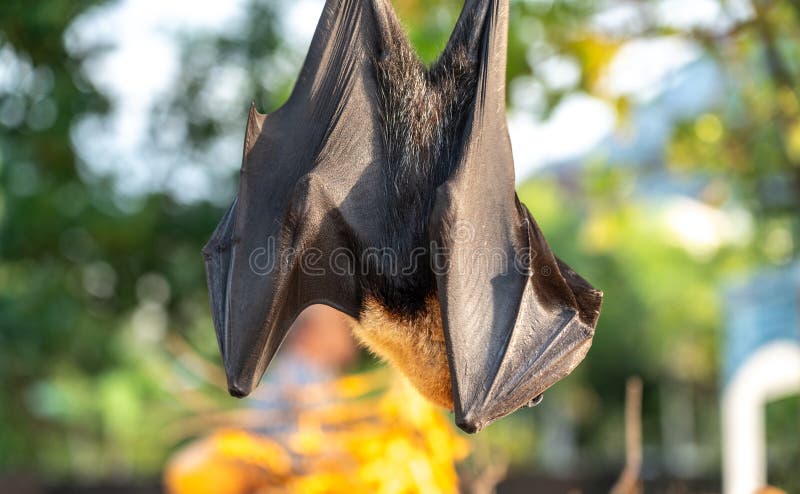 Fruit Bat, Pteropus Seychellensis Muzzle, Seychelles Flying Foxes Close ...