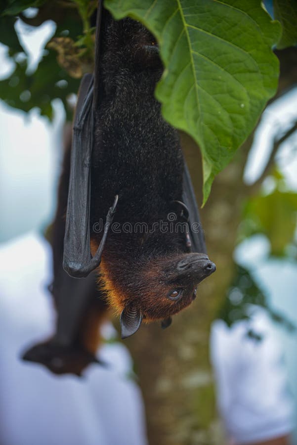 Fruit Bat Pteropus Vampyrus or Large Flying Fox Stock Image - Image of ...