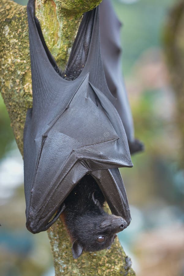 Fruit Bat Pteropus Vampyrus or Large Flying Fox Stock Photo - Image of ...