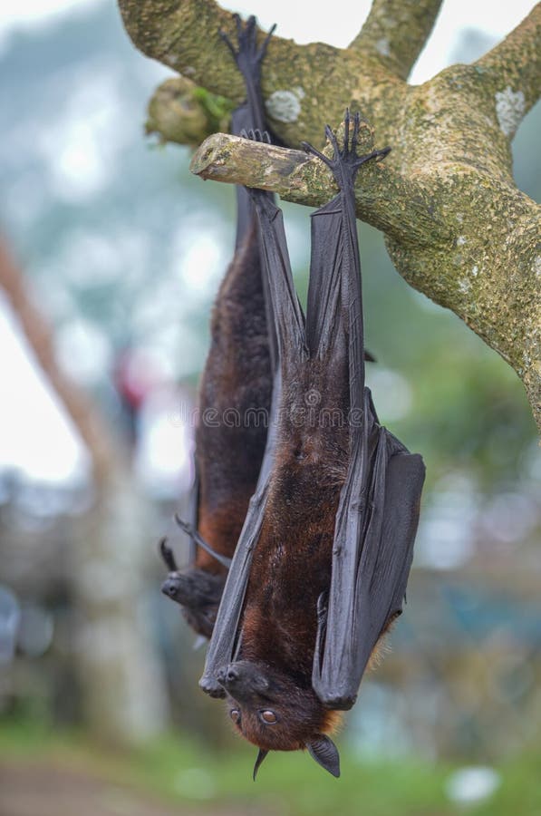 Fruit Bat Pteropus Vampyrus or Large Flying Fox Stock Image - Image of ...