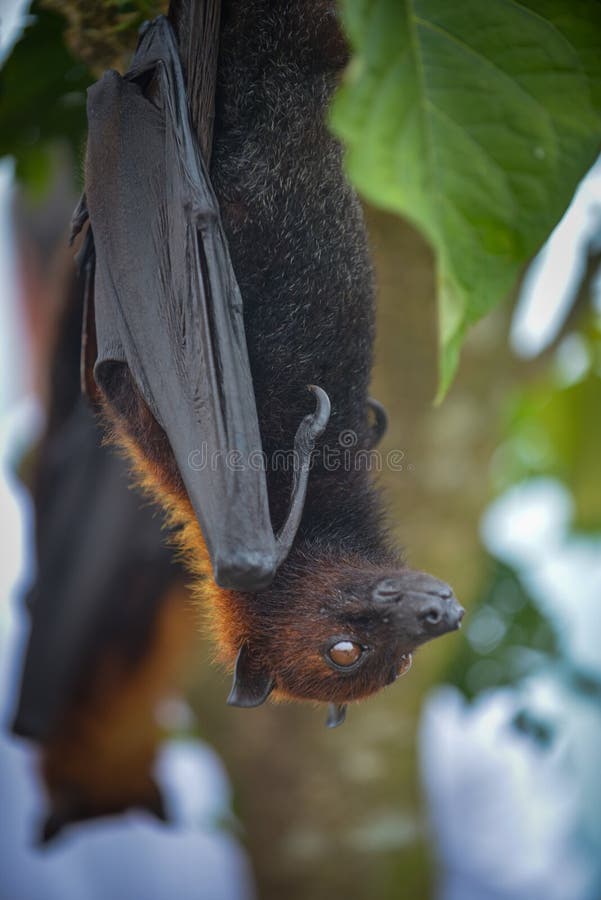 Fruit Bat Pteropus Vampyrus or Large Flying Fox Stock Image - Image of ...