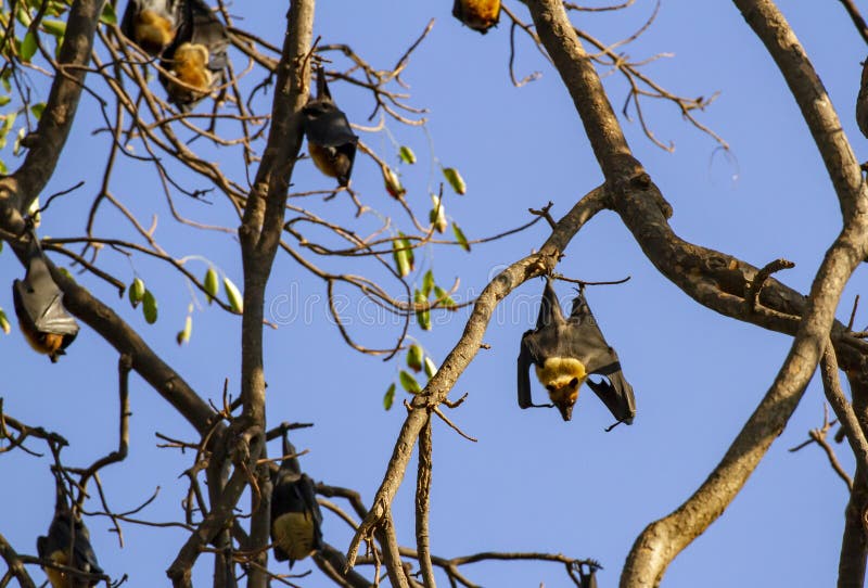Fruit Bat Colony Roosting in Tree Stock Photo - Image of pteropus, asia ...