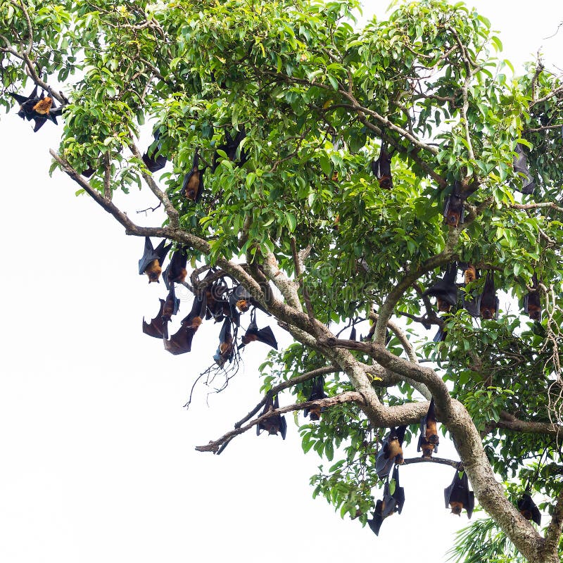 Fruit bat on tree stock photo. Image of rainforest, relaxing - 43655656