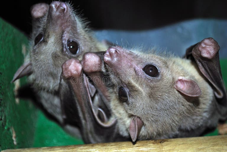 282 Bats Eating Mosquitos Stock Photos - Free & Royalty-Free Stock ...