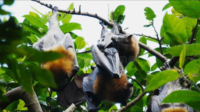 Fruit Bats Flying before Sunrise at Katherine Gorge Stock Footage ...