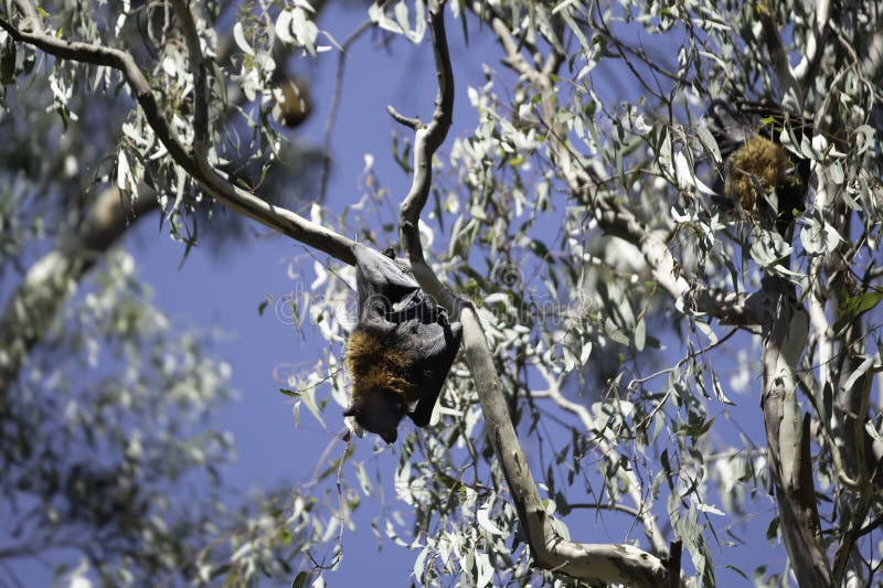 Fruit Bats (grey-headed Flying Foxes) Hanging Upside Down in a Tree in ...