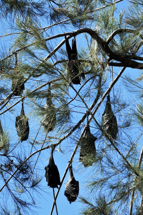 Fruit Bats Hanging in a Tree Stock Photo - Image of hanging, warwick ...