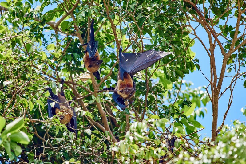 Fruit Bats Flying Palawan Philippines Stock Photo - Image of philippines, asian: 63725496