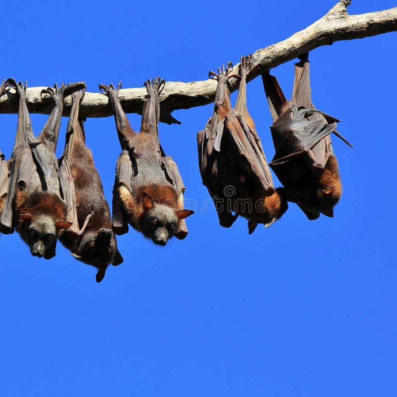 Fruit Bats in Port Macquarie Stock Image - Image of oceania, australia ...