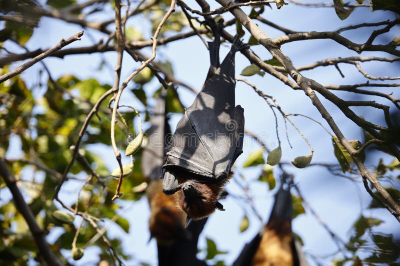 Fruit Bats in a Tree in the Forest Stock Image - Image of cute, wood ...