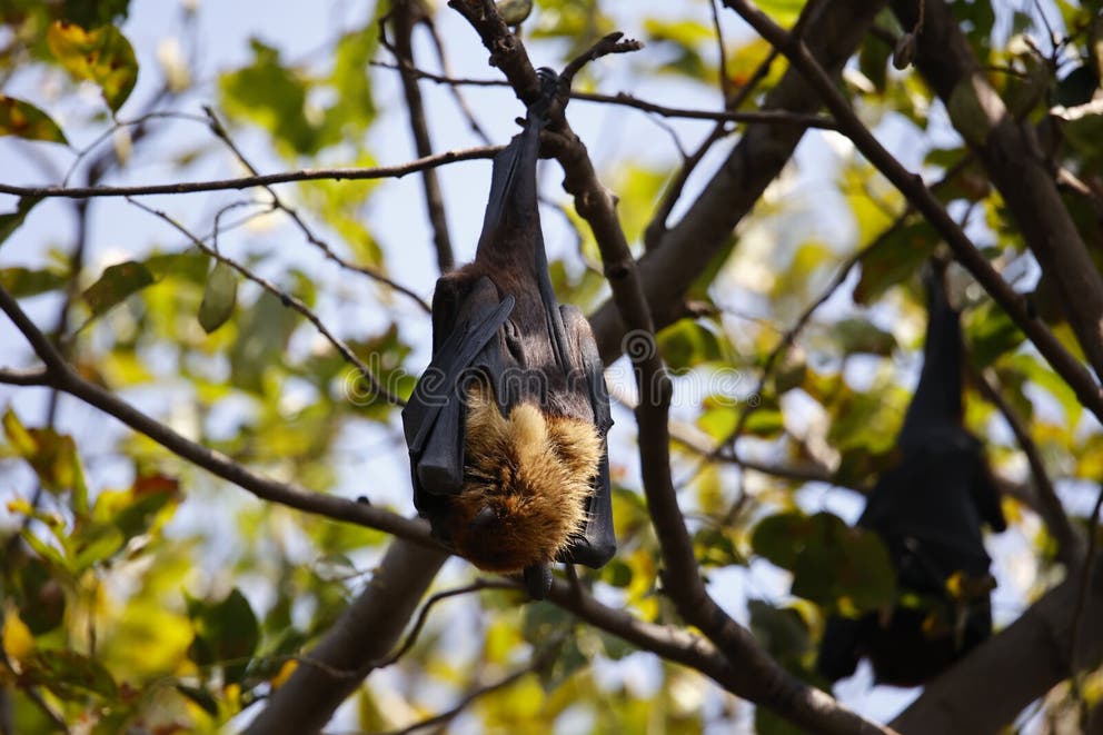 Fruit Bats in a Tree in the Forest Stock Image - Image of watchers ...