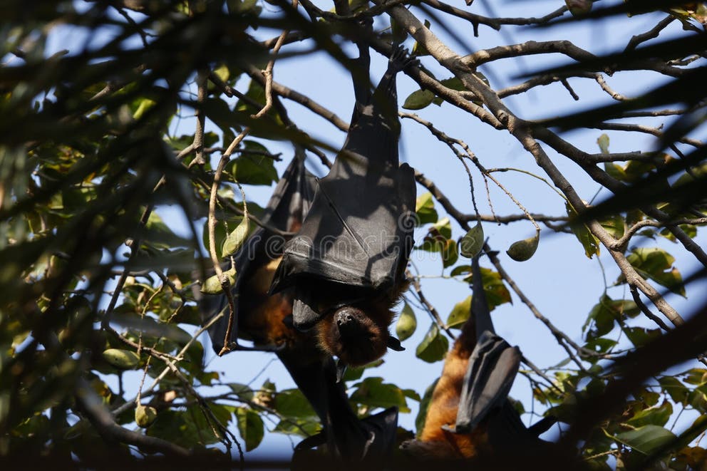 Fruit Bats in a Tree in the Forest Stock Image - Image of wild ...