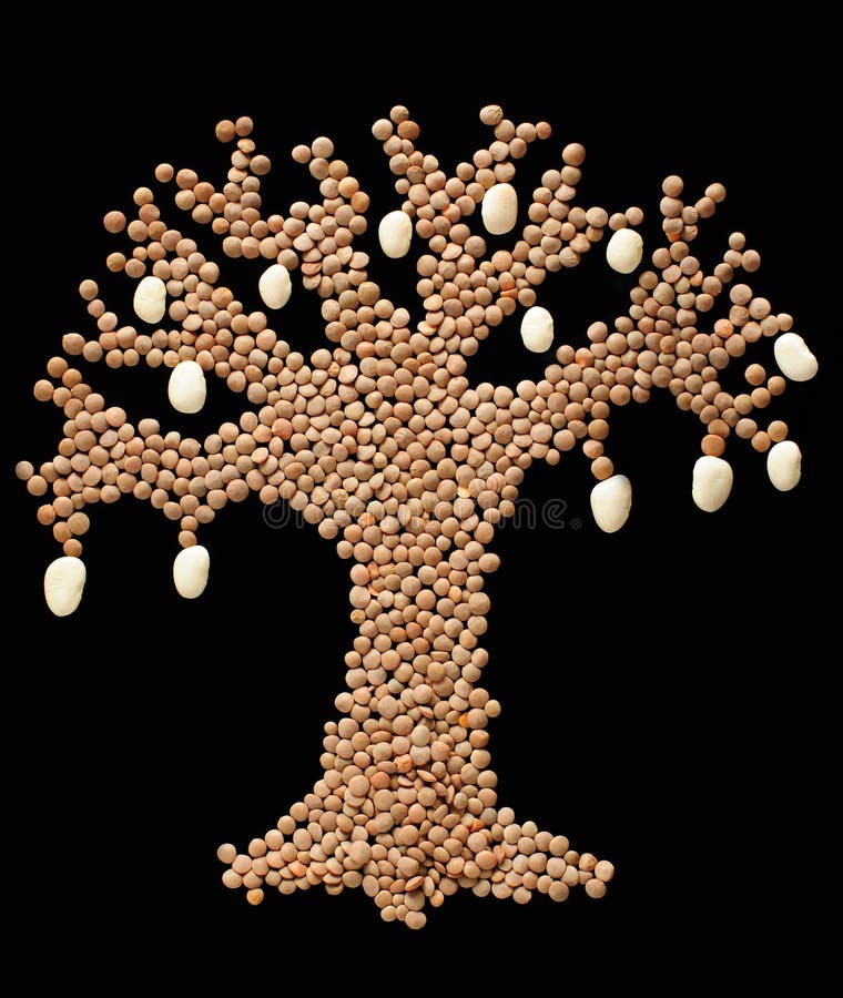 Fruit-bearing legume tree stock image. Image of dish - 13691299