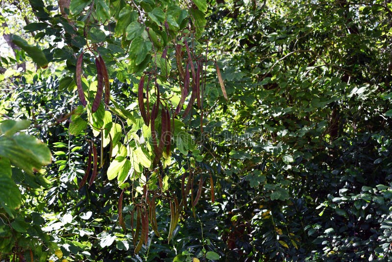 Fruit bearing trees stock image. Image of cover, produce - 146150697