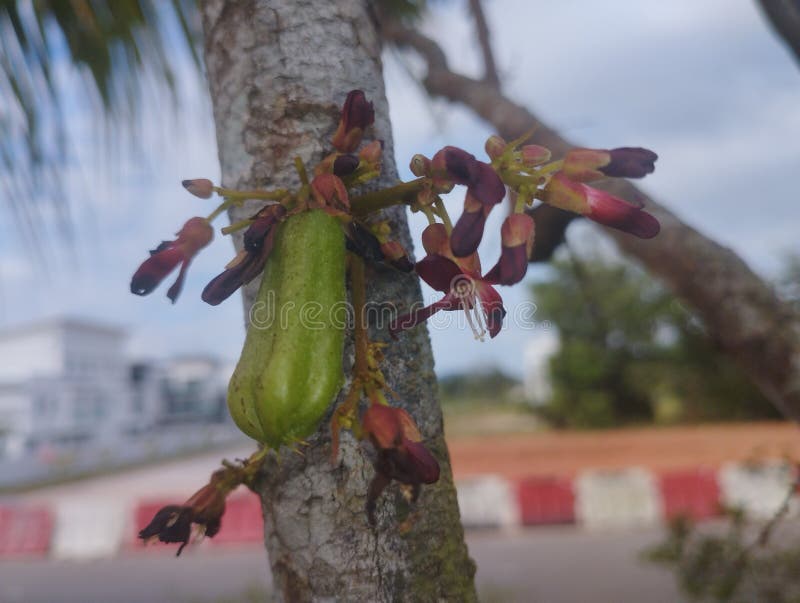 Fruit from a Belimbing Buluh Tree Stock Image - Image of tree, fruit ...