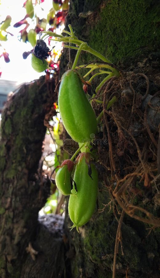 Fruit Belimbing Wuluh or Averrhoa Bilimbi Stock Image - Image of flower ...