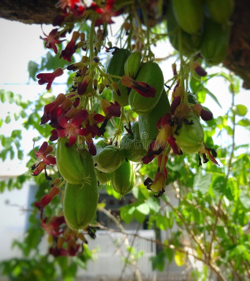 Fruit Belimbing Wuluh or Averrhoa Bilimbi Stock Photo - Image of flower ...