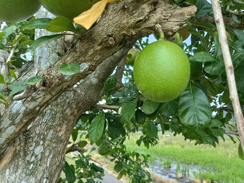 Crescentia Cujete Fruits Hanging on the Tree. Stock Image - Image of ...