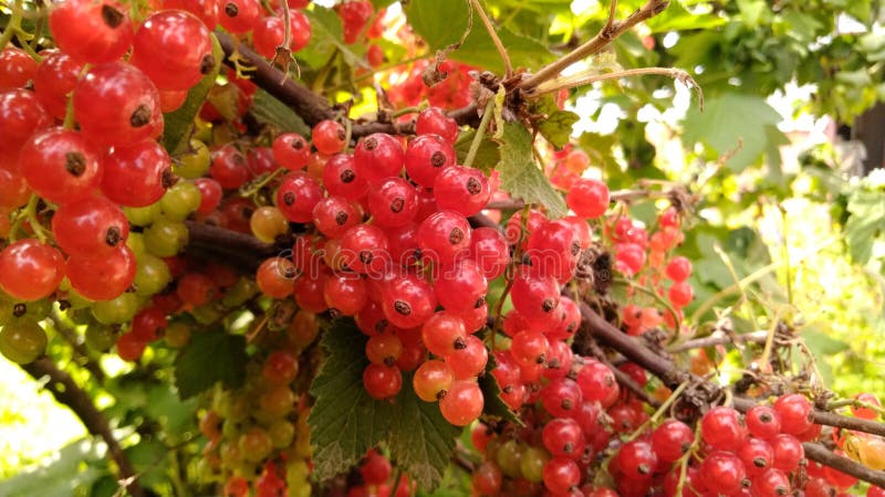 Fruit, Berry, Currant, Plant Stock Photo - Image of berry, currant ...