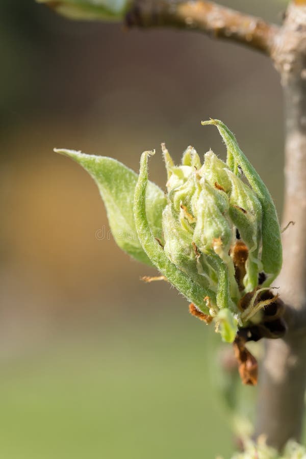 Fruit Berry Tree Flower Buds from Close Range Stock Image - Image of ...