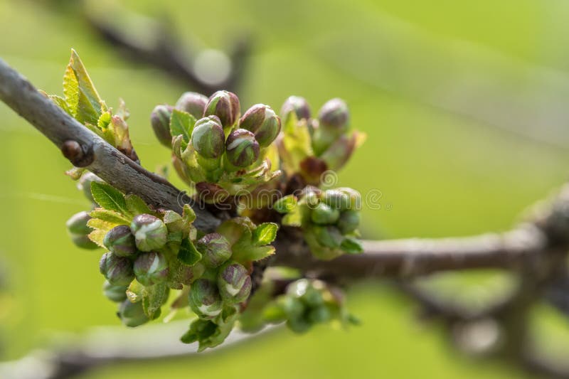 Fruit Berry Tree Flower Buds from Close Range Stock Photo - Image of ...