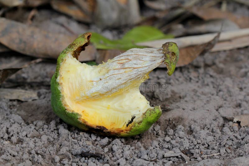 461 Mango Animals Stock Photos - Free & Royalty-Free Stock Photos from ...