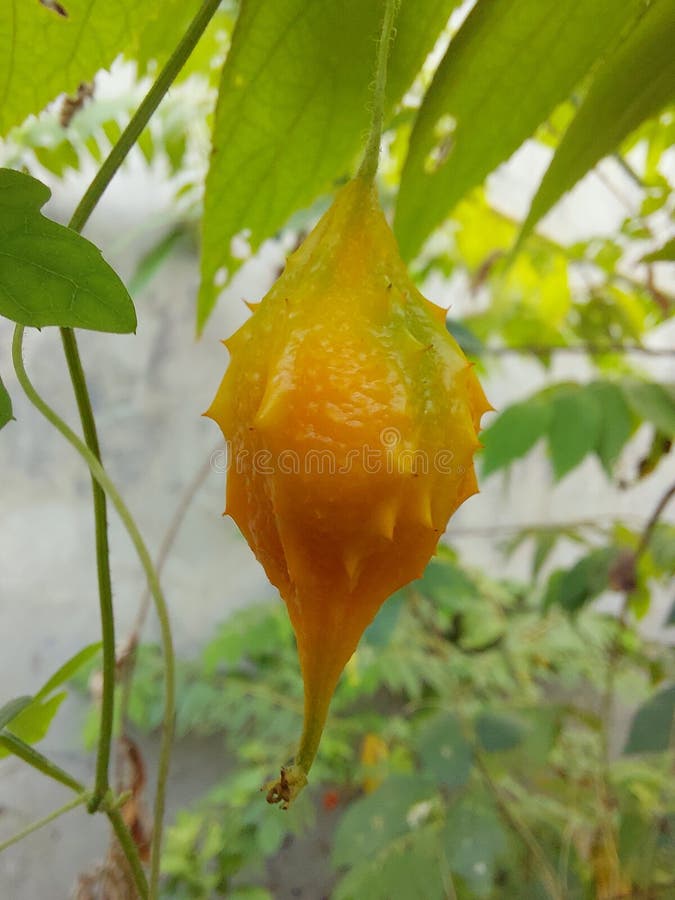 The Fruit of the Bitter Gourd that Bears Fruit and Has Ripened Stock ...