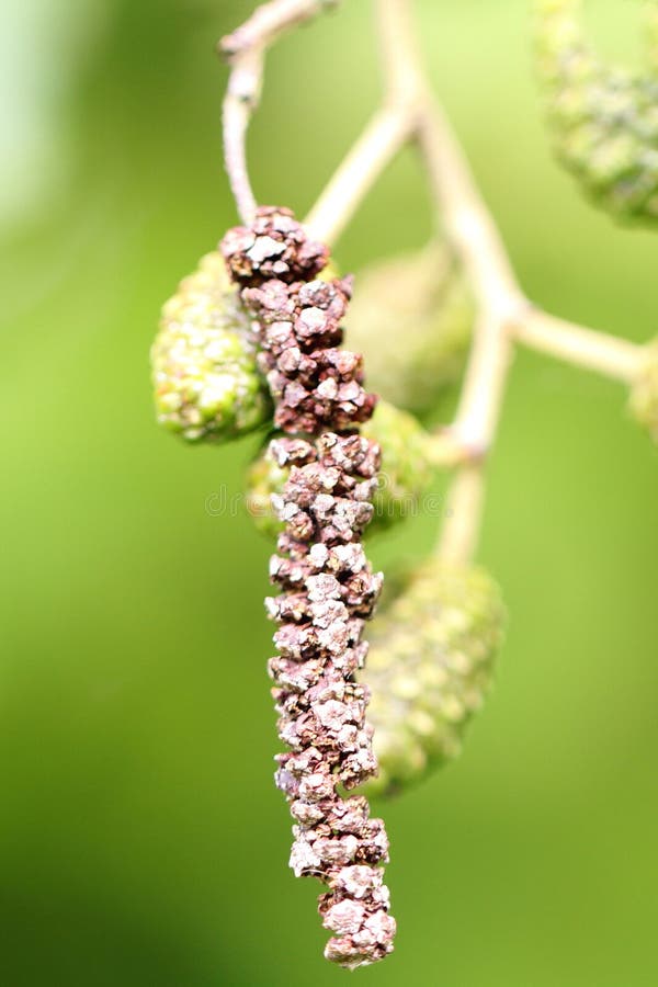 Fruit of a Black Alder (Alnus Glutinosa Stock Photo - Image of alnus ...