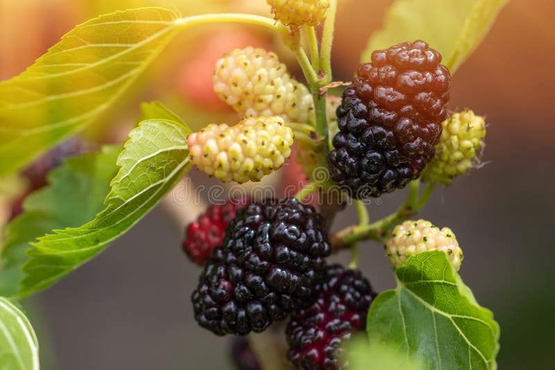 The Fruit of Black Mulberry - Mulberry Tree Stock Image - Image of ...