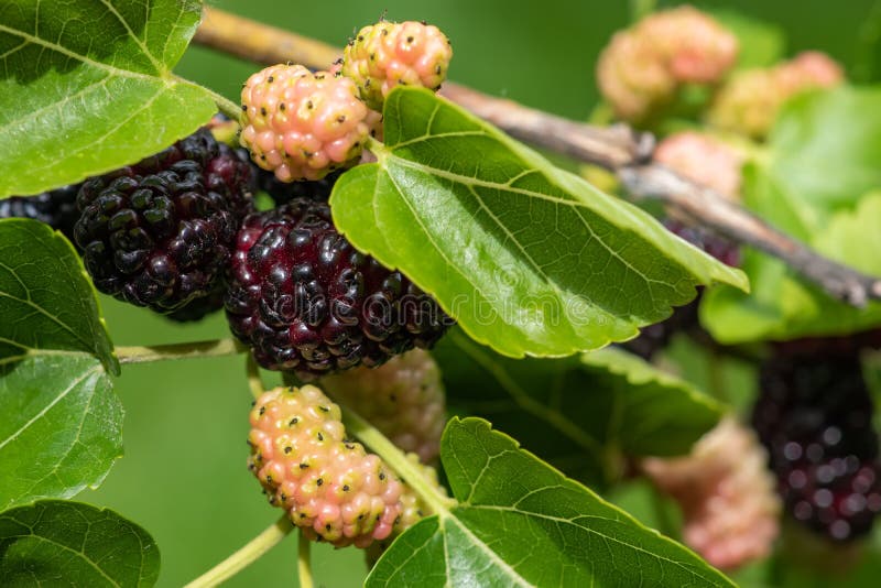 The Fruit of Black Mulberry - Mulberry Tree Stock Photo - Image of ...