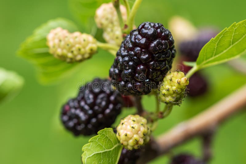 The Fruit of Black Mulberry - Mulberry Tree Stock Photo - Image of ...