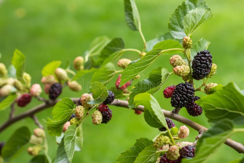 The Fruit of Black Mulberry - Mulberry Tree Stock Image - Image of ...
