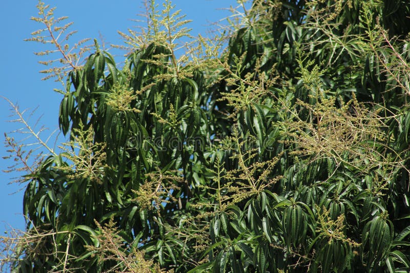 Mongo Tree stock photo. Image of fruit, mongo, blasum - 110982230