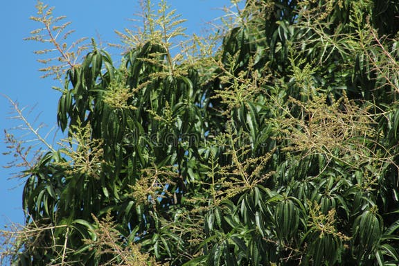 Mongo Tree stock photo. Image of fruit, mongo, blasum - 110982230